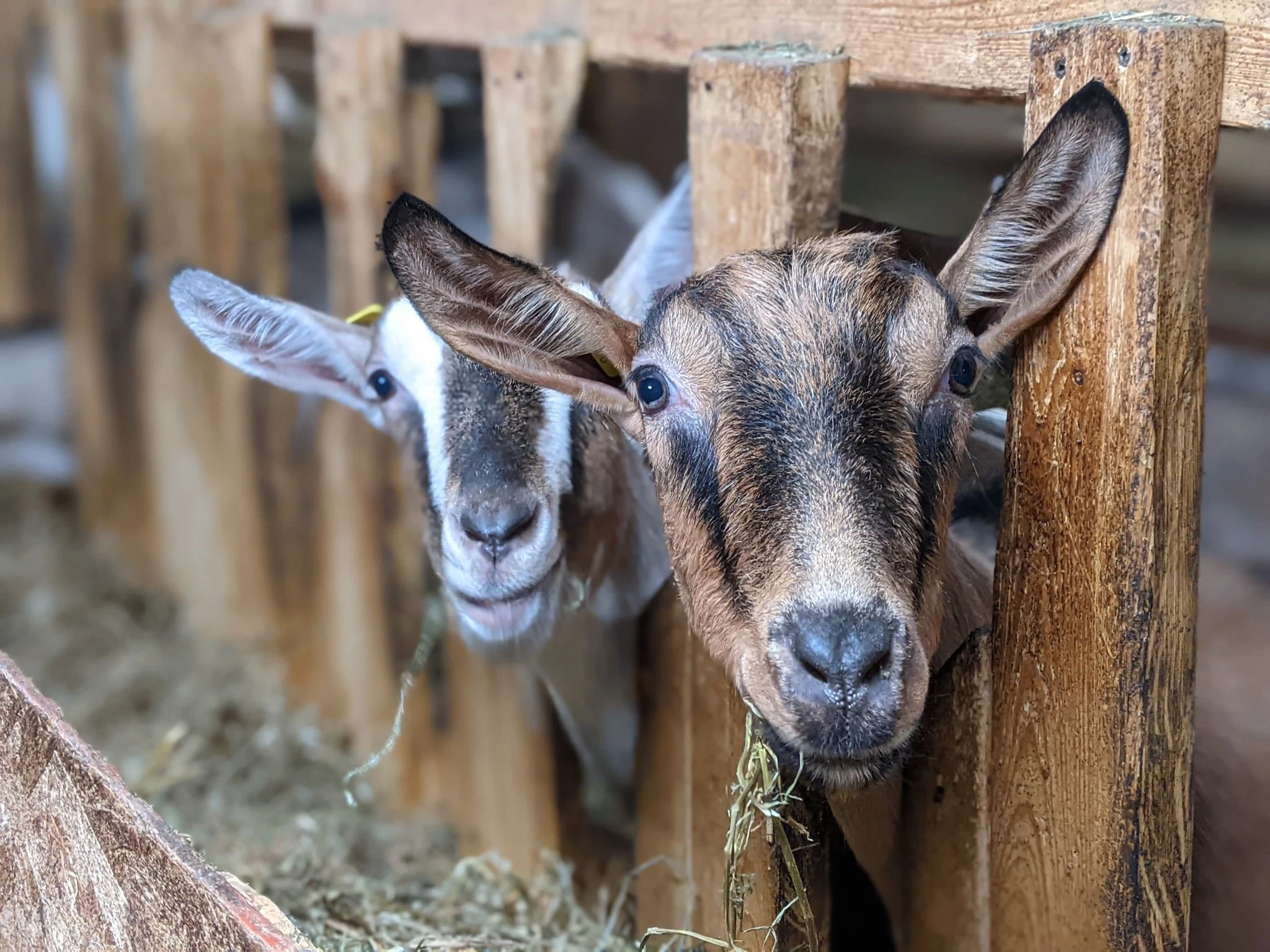 Découvrir la chèvre, un produit à la fois - Québec, région gourmande